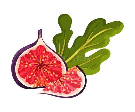 Fig Fruit Cross Section Showing Bright Flesh With Small Seeds Inside Vector Illustration Stock