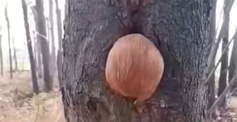 나무 구멍에 박혀있는 엉덩이의 정체 연예이슈 수다방 네모판