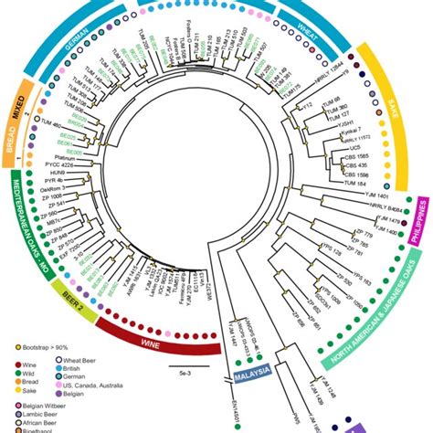 2 Whole Genome Phylogeny Of S Cerevisiae Showing The Diversity Of Download Scientific Diagram