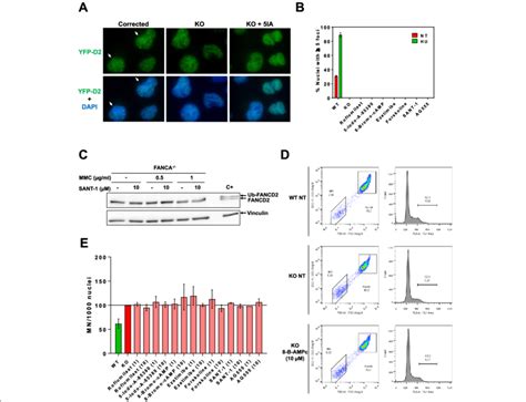Hit Validation A Fancd2 Foci Detection From Yfp Fancd2 Fluorescence