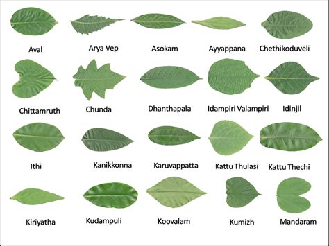 Different Types Of Leaves With Names And Pictures Leaves OFF