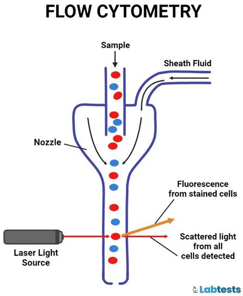 Fluorometer Diagram Meaning At Alannah Herbert Blog