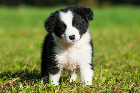 Meet The Border Collie