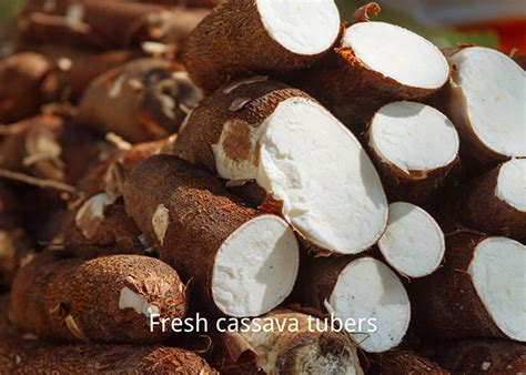 Cassava Production Guide In The Philippinesblog