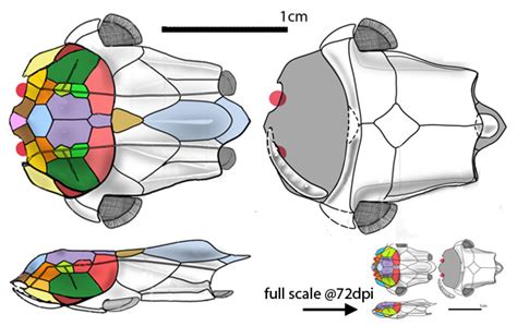Bianchengicthys Parayunnanolepis Microbrachius Dicksonosteus