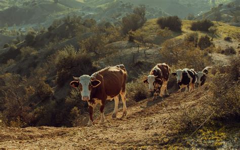 Dced Audit Of The Alcp Project Marketshare Associates