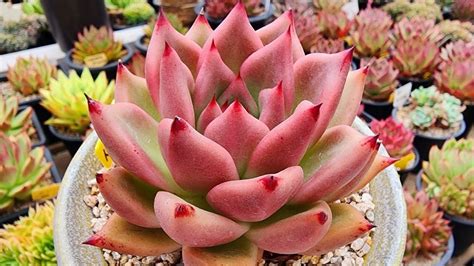 🍺다육판매🍺와 다육이 솰아있네~살아있어😎오늘 다육이 좡난아니네화분별도다육이 이천 Succulent 多肉植物