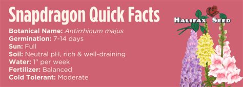 Halifax Seed Company How To Grow Snapdragons