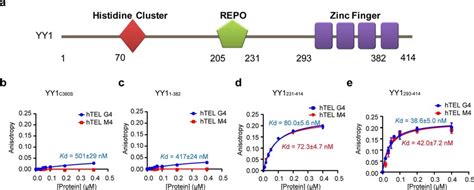 Zinc Finger Domain Of Yy1 Is Essential But Not Sufficient For The