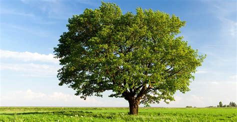 【張文亮專欄】蒙福的一棵樹