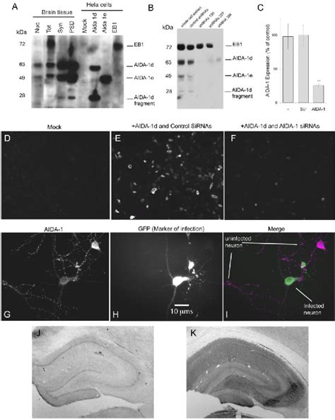 Figure 1 From The Organization Of Amyloid β Protein Precursor Intracellular Domain Associated