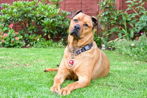 Full Grown Mastweiler