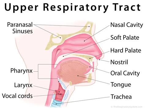 Upper Respiratory Tract