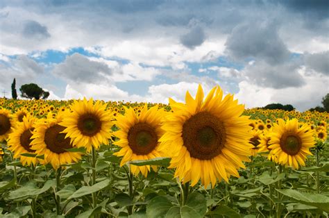 Royalty Free Photo Yellow Sunflower Field Pickpik