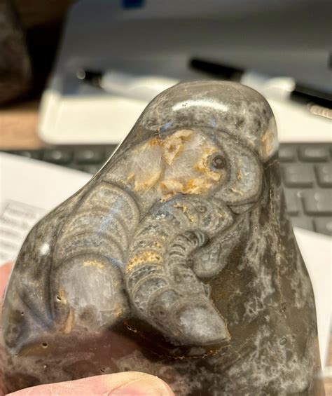 Coiled Nautiloid Carboniferous The Fossil Forum