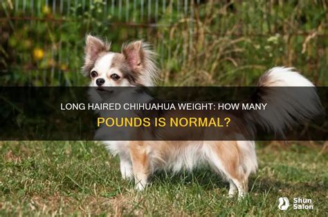 Long Haired Chihuahua Weight How Many Pounds Is Normal Shunsalon