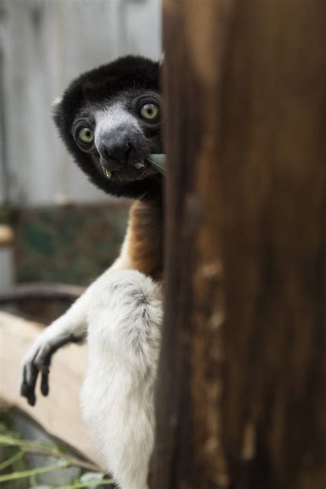بالصور ولادة حيوان نادر مجهول الجنس في فرنسا