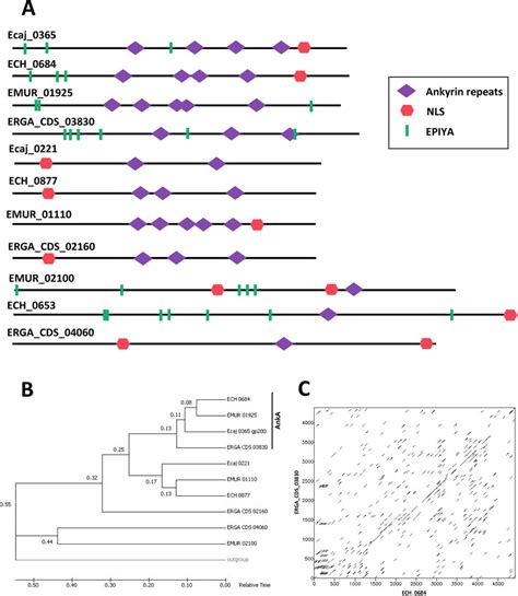ankyrin containing predicted type iv effectors show diverse