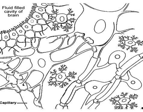 Nerve Cells Labeling — Printable Worksheet