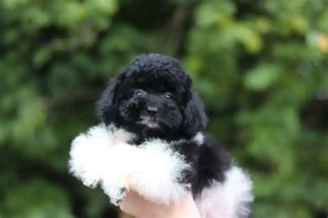 ლეკვების ყიდვა გაყიდვა