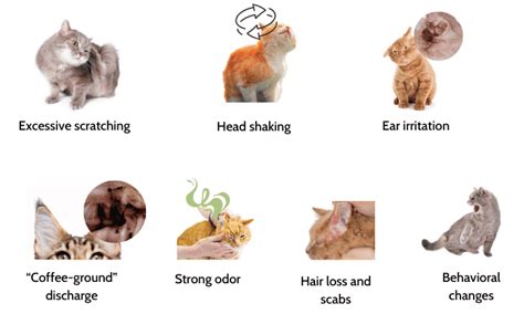 Dirty Cat Ears Vs Ear Mites Identifying Your Cat S Ear Issue