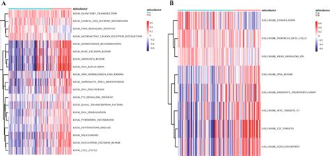 Gsva Analysis A Gsea Kegg Enrichment Results Were Analysed By Gsva
