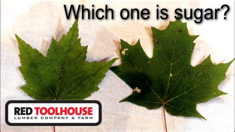 Sugar Maple Tree How To Identify At Aaron Edwards Blog