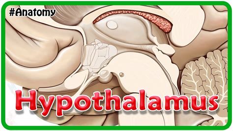Hypothalamus Anatomy