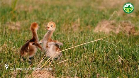 Цэн хунгийн дэгдээхэй Youtube