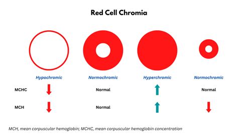 Medical Terminology Red Cell At Buck Teague Blog