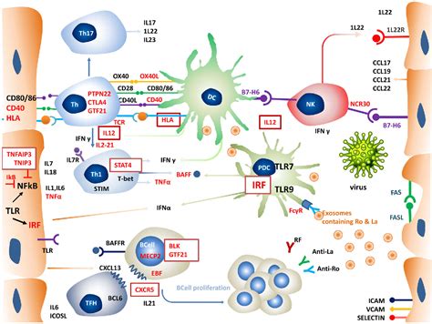 Figure 1 From Update On Pathogenesis Of Sjogrens Syndrome Semantic Scholar