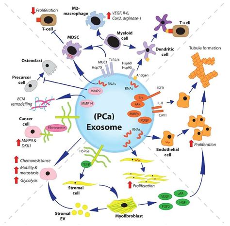 Overview Of Multiple Roles Of Exosomes In Prostate Cancer The