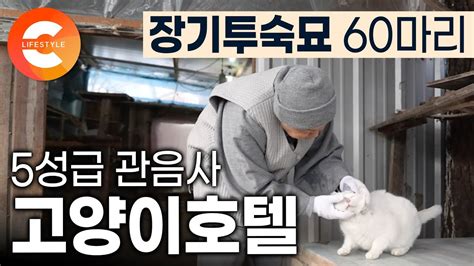 고양이들한테 소문난 산속 호텔🏨 갈 곳 없는 버려진 고양이와 다친 고양이들을 거두다 보니 어느새 60마리🐈 혜영 스님이 고양이 호텔 집사가 된 이유 I 한국기행 Youtube