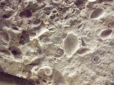 Louisville Fossils And Beyond Cambrian Monoplacophorans