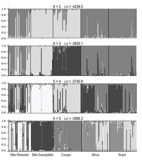 honey bee population allocation by the structure program based on the