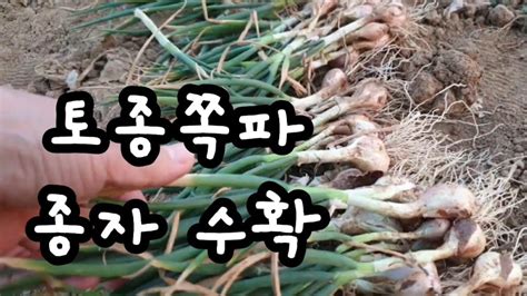 텃밭에 토종 쪽파 종자 1kg만 심으면 실컷 먹습니다 Youtube