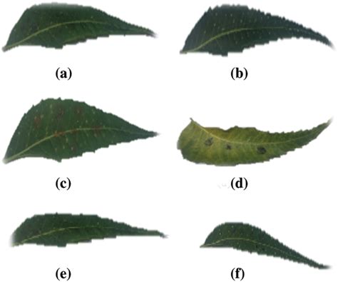 Neem Leaf Bacterial Diseases With Similar And Dissimilar Symptoms A Download Scientific