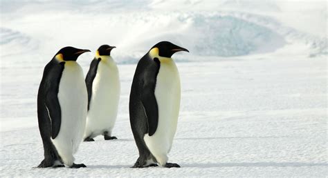 a new linux memory controller promises to save lots of ram