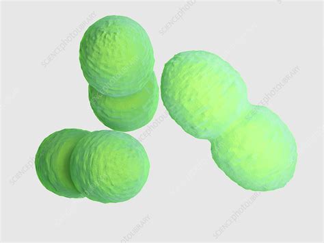 Enterococcus Bacteria Illustration Stock Image F026 8937 Science Photo Library