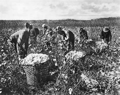 Manual Picking Cotton At Alaina Johnson Blog