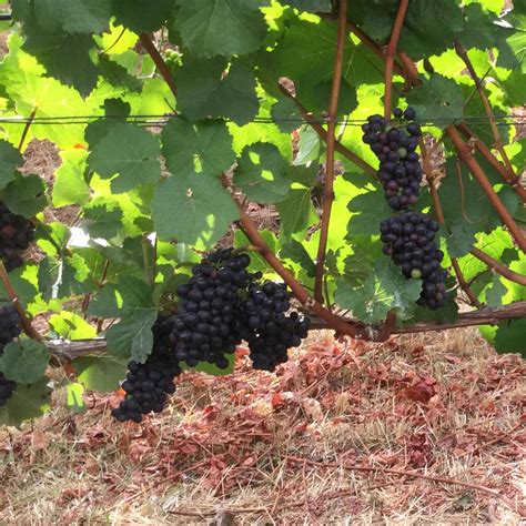 Grape Detection Object Detection Dataset by Workshop object detection