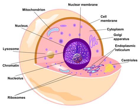 Structure Of A Cell And Its Cellular Components Download Scientific Diagram
