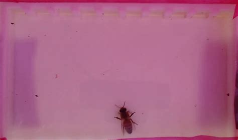 Bee Detection V Object Detection Dataset And Pre Trained Model By Bee Labeling