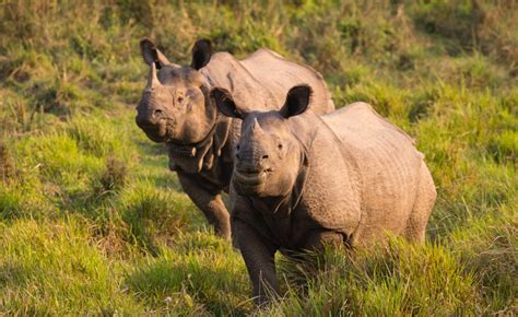 The National Trust For Nature Conservation Ntnc