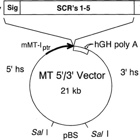 Schematic Representation Of The Plasmid Construct Used To Generate Crry