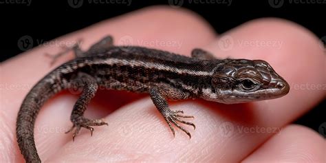 A Small Brown Lizard With Striped Patterns Rests Calmly On A Human