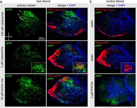 Odor Induced Neuronal Activation Shown By Perk Immunohistochemistry On Download Scientific
