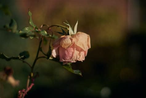 400000 Free Wilted Flower Anime And Anime Images Pixabay