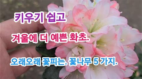 겨울에도 꽃이 예쁘고 오래 피는 식물 5가지 키우기도 쉬워요 Youtube