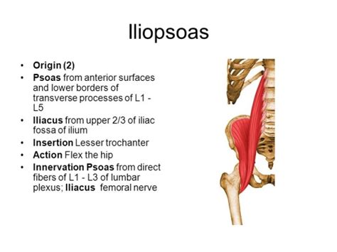 Iliopsoas Muscle Origin And Insertion Dr Carina Jiménez The